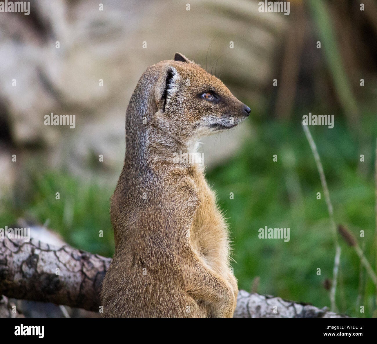 Mongoose Side On High Resolution Stock Photography and Images - Alamy