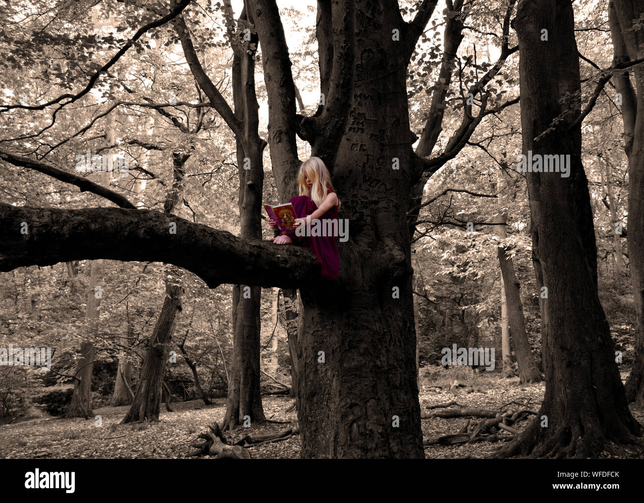 Reading in tree hi-res stock photography and images - Alamy