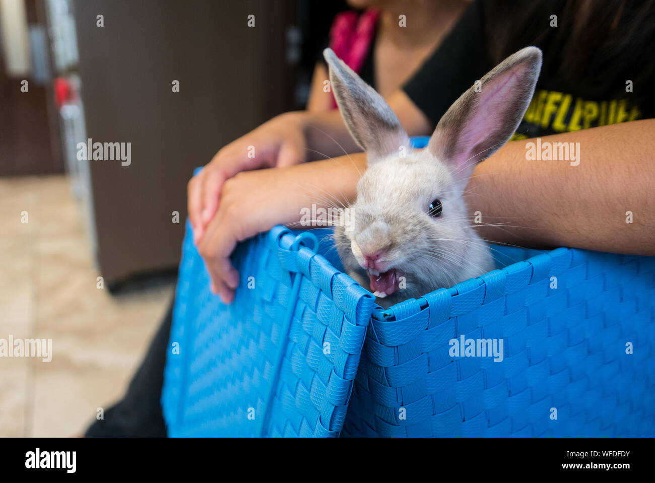 Rabbit box hi-res stock photography and images - Alamy