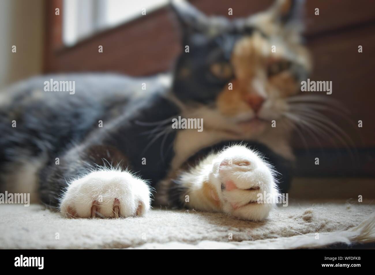 Cat paws up hi-res stock photography and images - Alamy