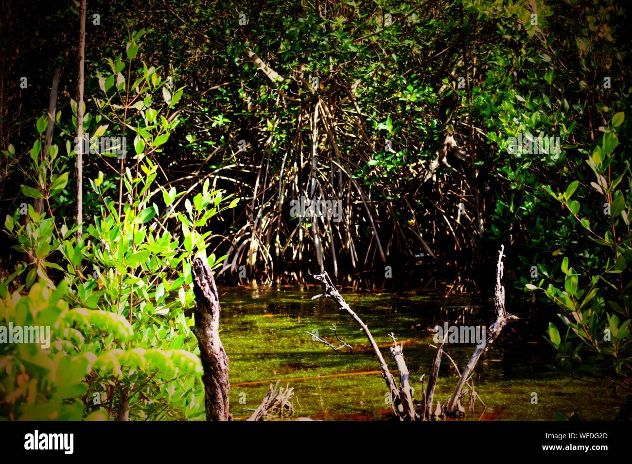Swamp plants hi-res stock photography and images - Alamy