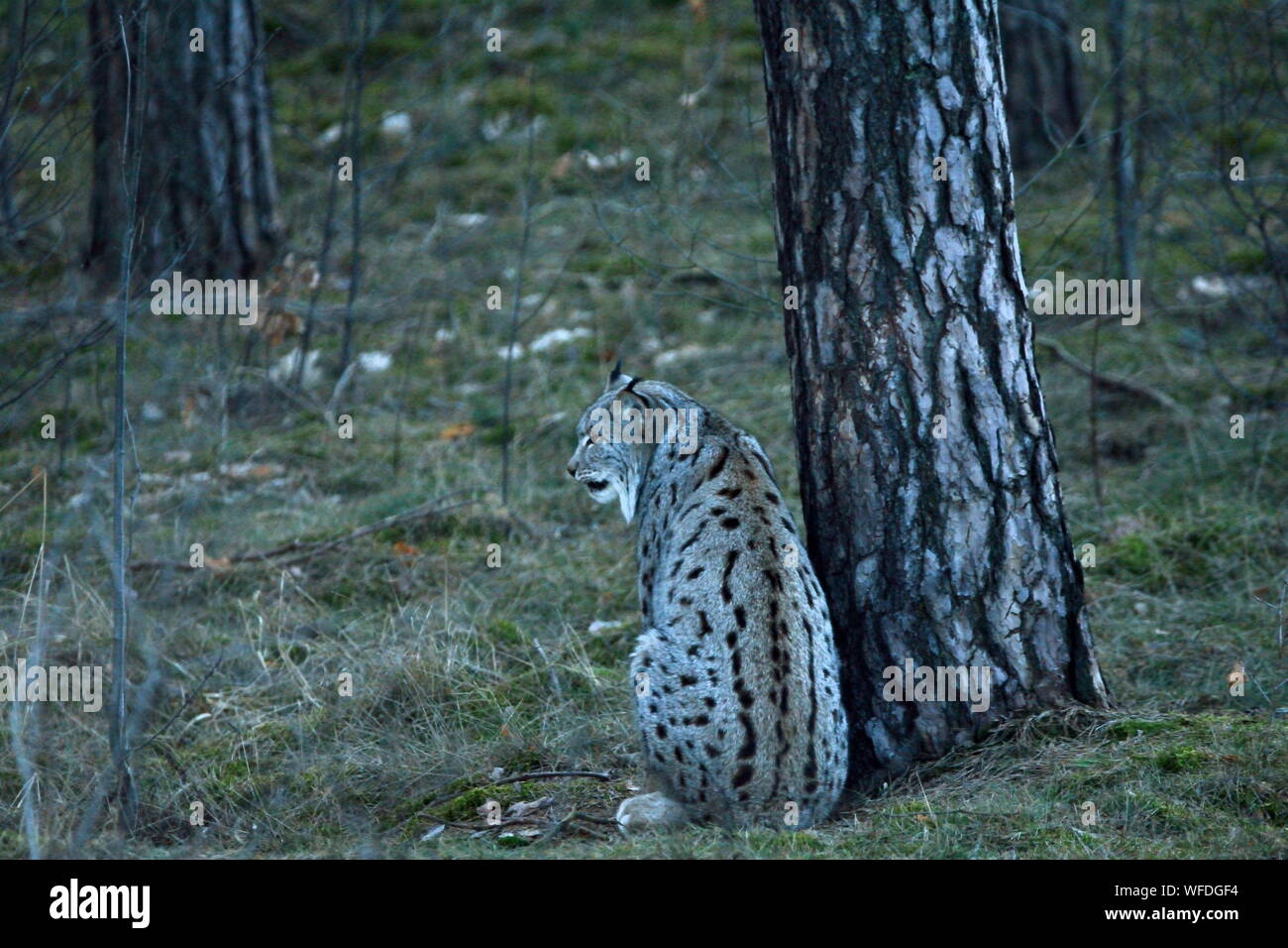 Lynx in tree hi-res stock photography and images - Alamy