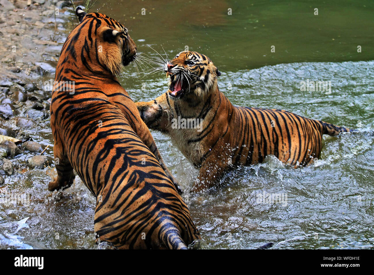 Tigers fighting in water hi-res stock photography and images - Alamy