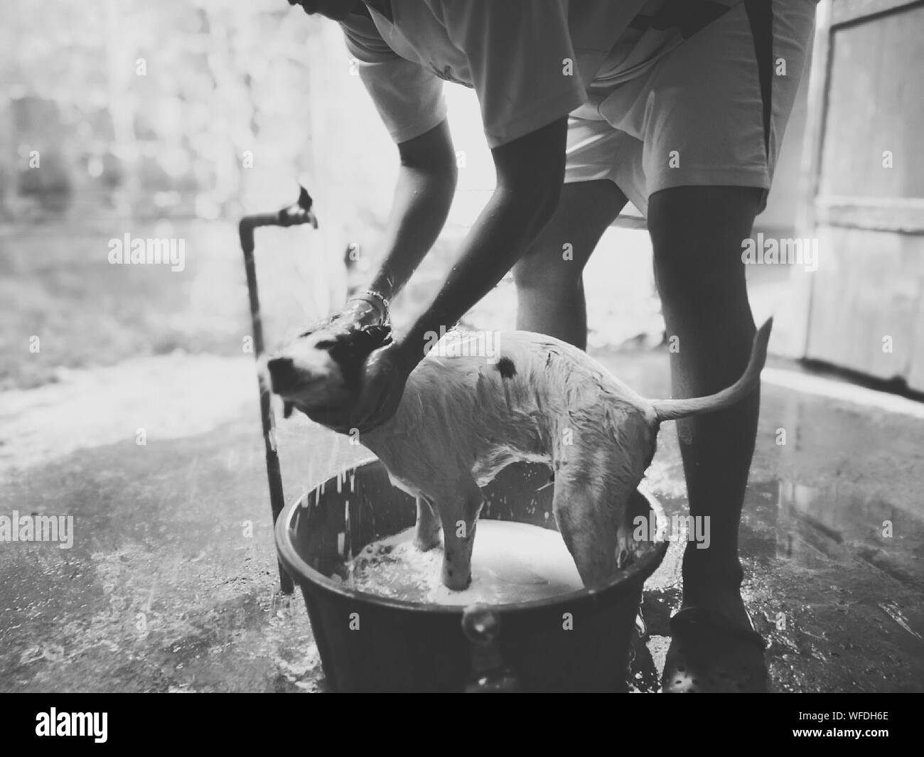 Cleaning my dog hi-res stock photography and images - Alamy