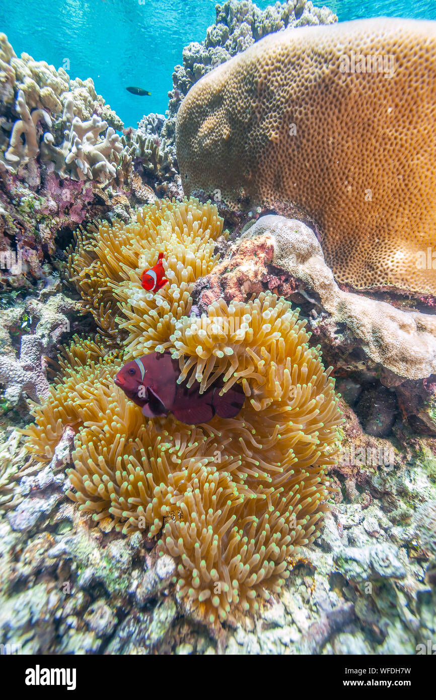 Lembah strait in North Sulawesi Stock Photo - Alamy