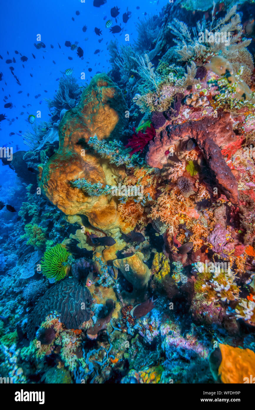 Lembah strait in North Sulawesi Stock Photo - Alamy