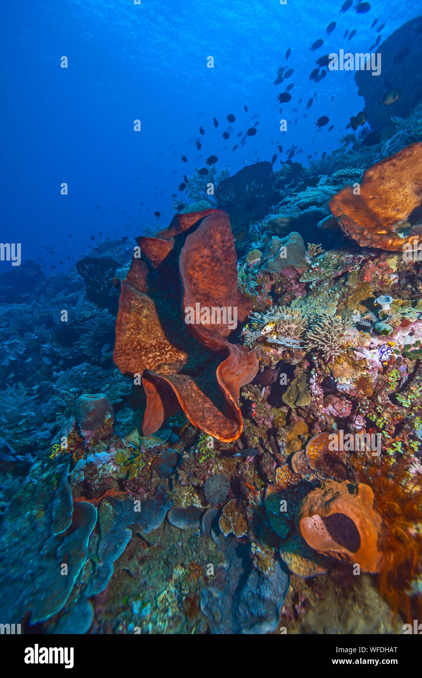 Lembah strait in North Sulawesi Stock Photo - Alamy
