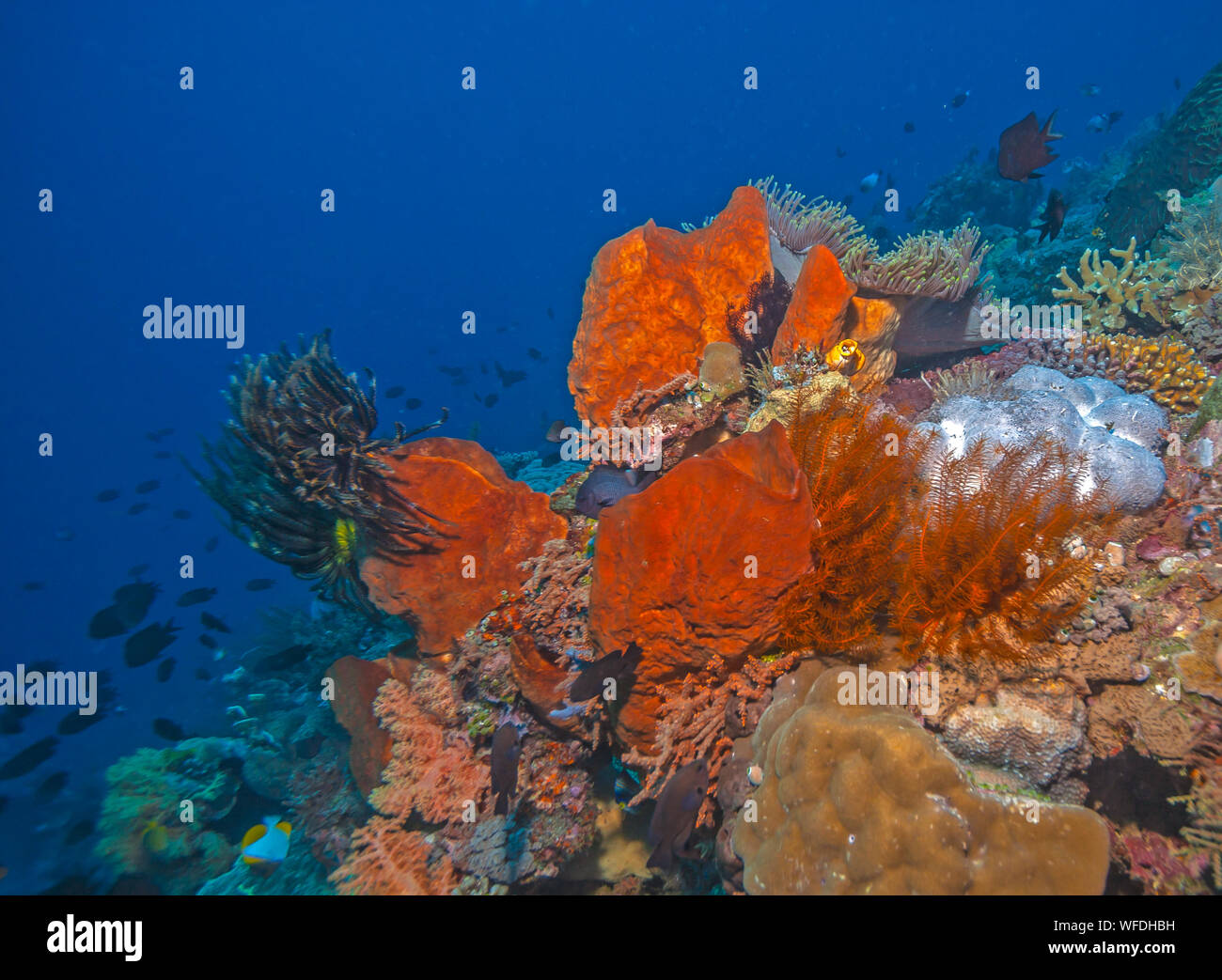 Lembah strait in North Sulawesi Stock Photo - Alamy