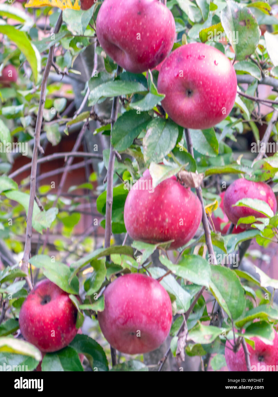 Fall apples on the tree before harvest Stock Photo - Alamy