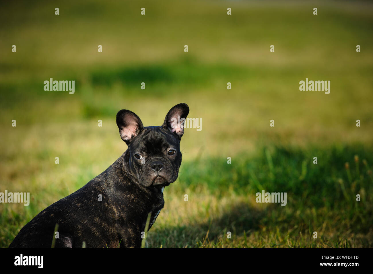 Side view of bulldog hi-res stock photography and images - Alamy