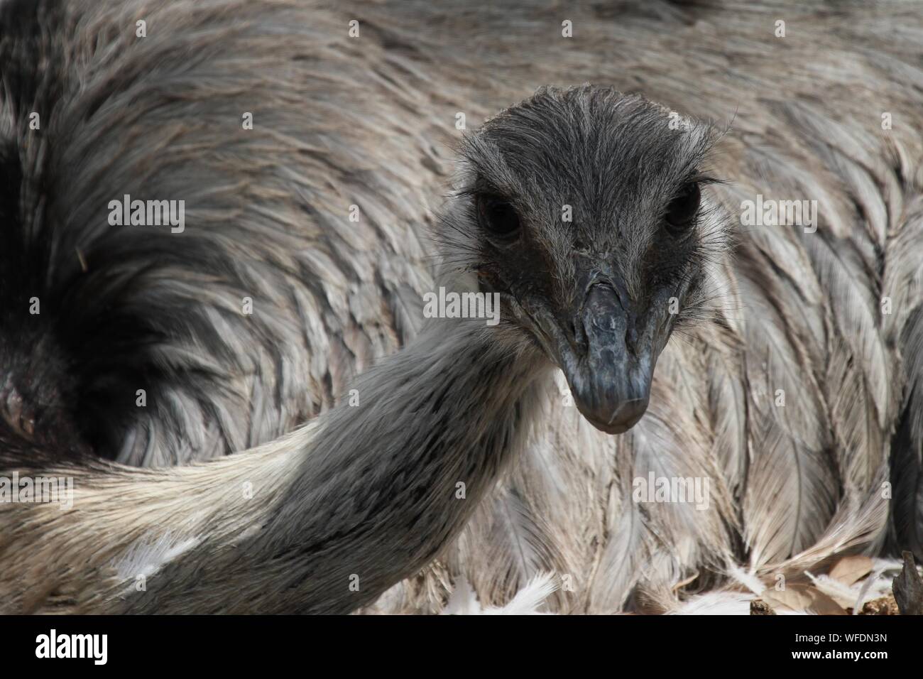Close-up Portrait Of Emu Relaxing On Field Stock Photo - Alamy