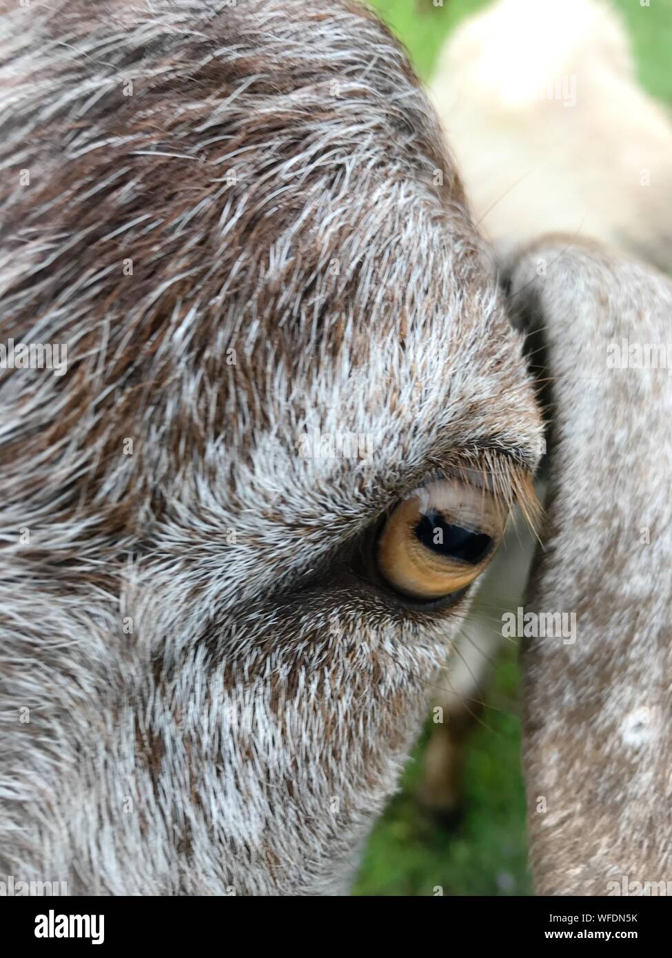 Goat Eye Close Up High Resolution Stock Photography and Images - Alamy