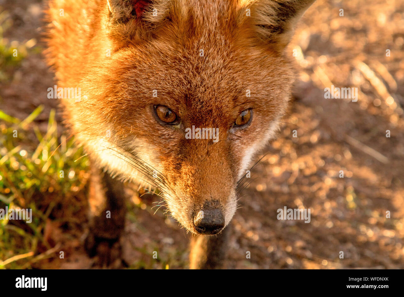 Fox close up head view hi-res stock photography and images - Alamy