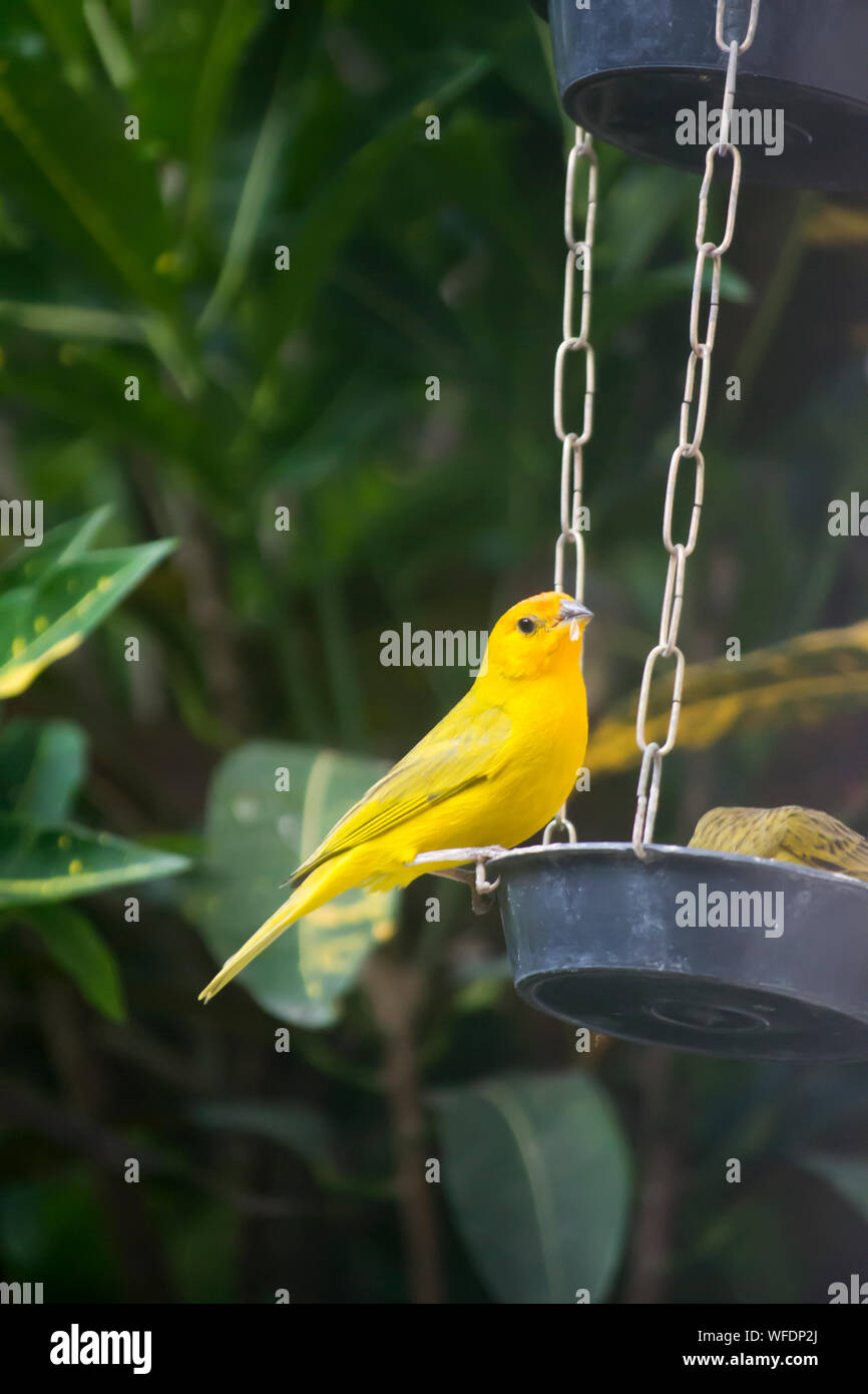 Animals of the canaries hi-res stock photography and images - Alamy