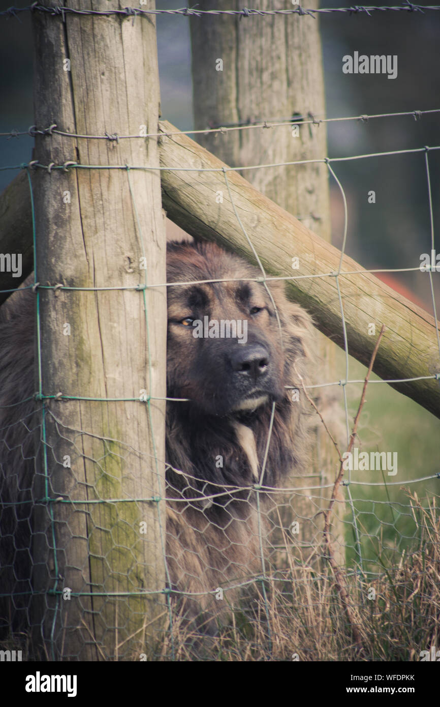 Dog looking through fence hi-res stock photography and images - Alamy