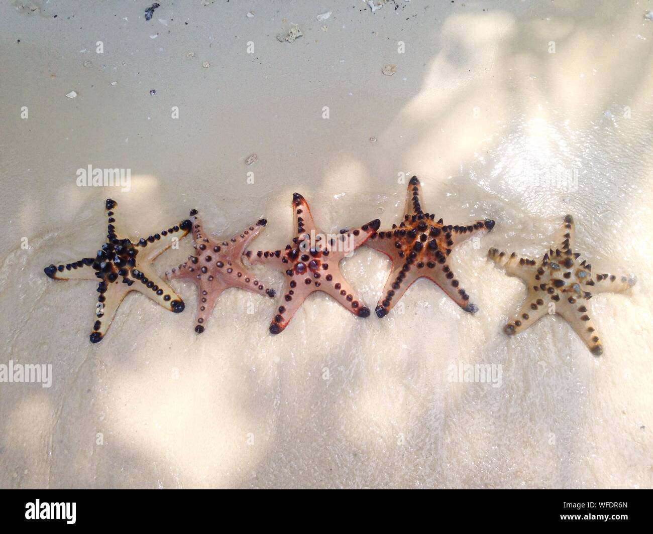 Dead starfish shore hi-res stock photography and images - Alamy