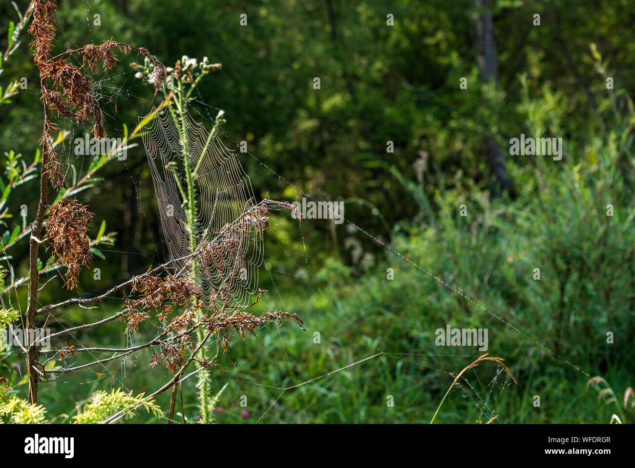 A spider web on a branch Stock Photo - Alamy