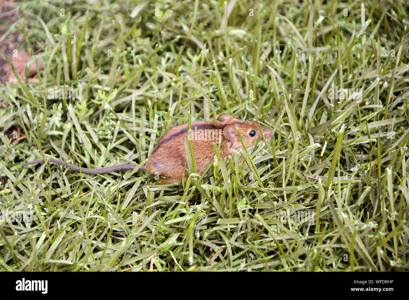 Striped field mouse hi-res stock photography and images - Alamy