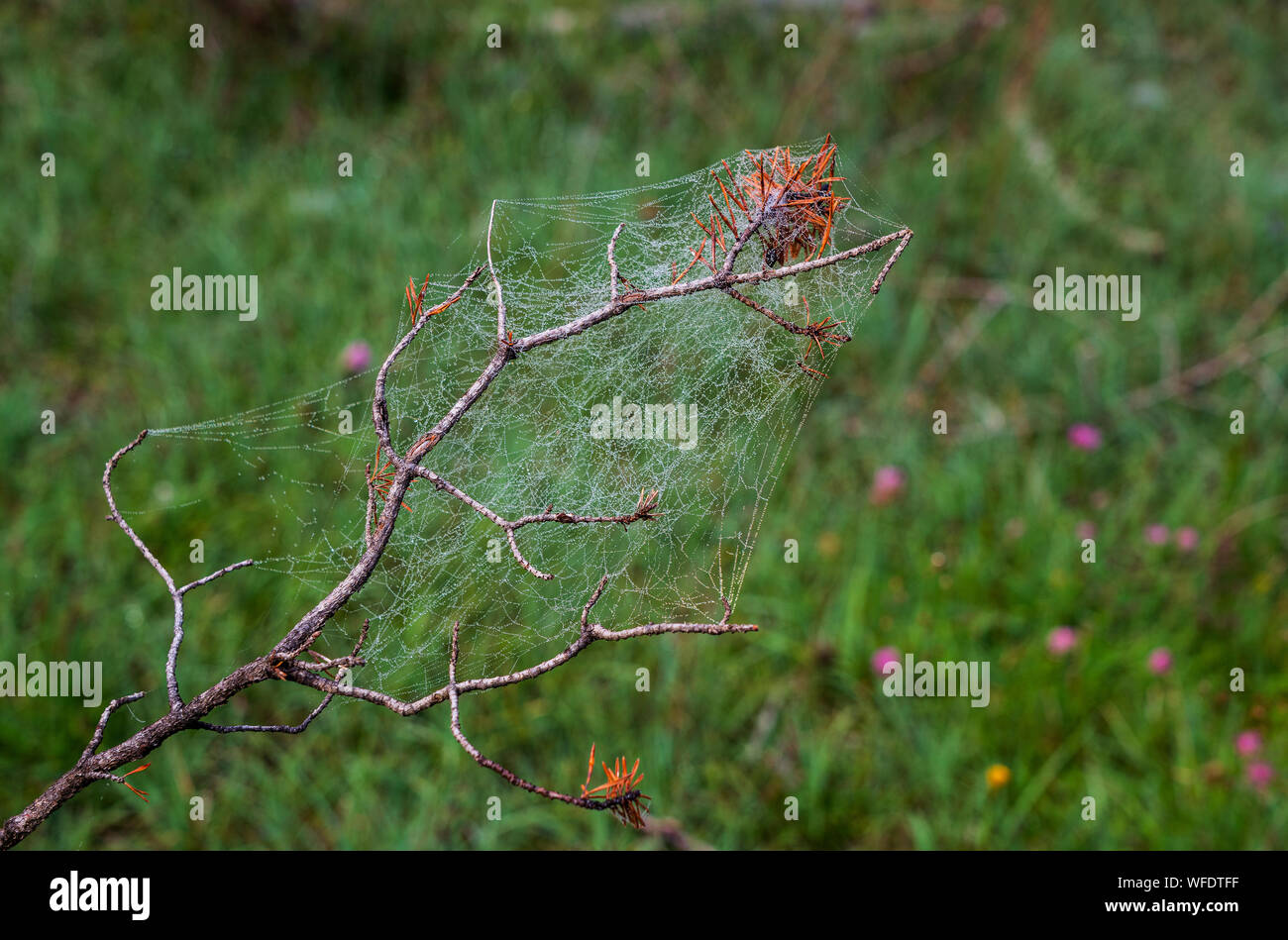 Transparent spider web hi-res stock photography and images - Alamy