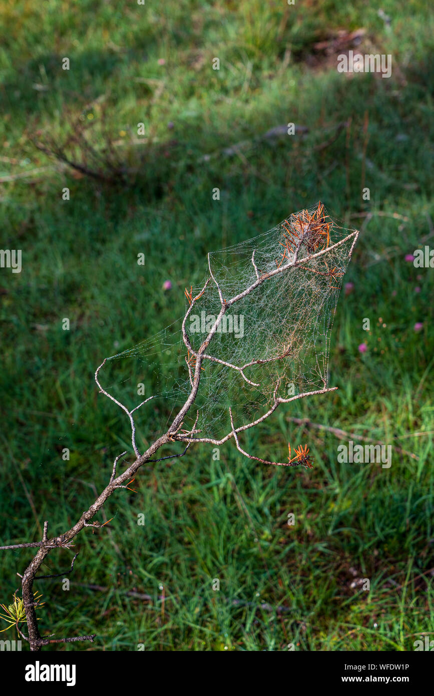 A spider web on a branch Stock Photo - Alamy