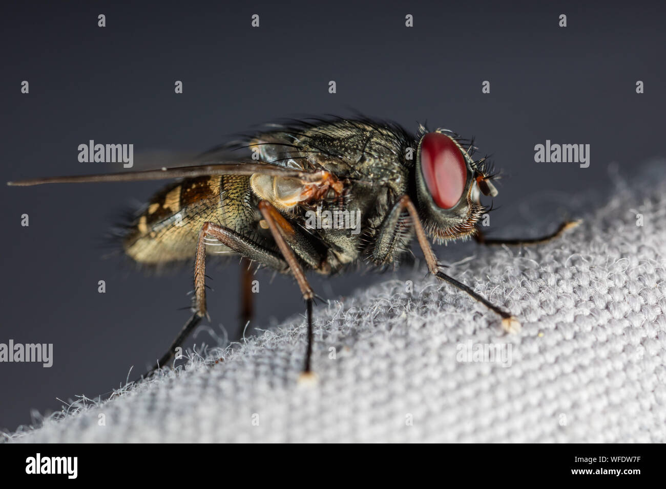 Small Fly (Musca domestica) with red eyes on white fabric cloat Stock ...