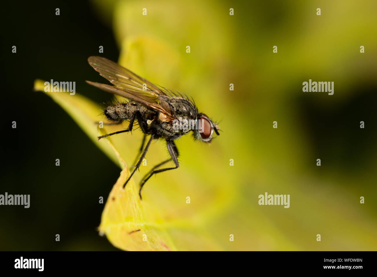 Small Fly (Musca domestica) with red eyes on a green leaf Stock Photo ...