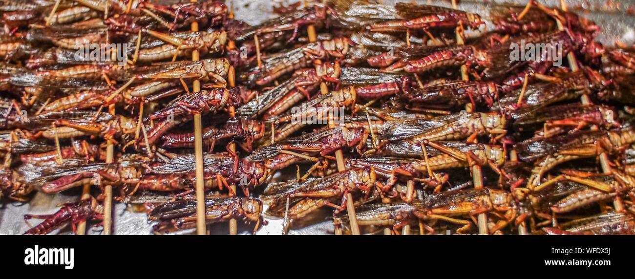 Objects Insects High Resolution Stock Photography and Images - Alamy