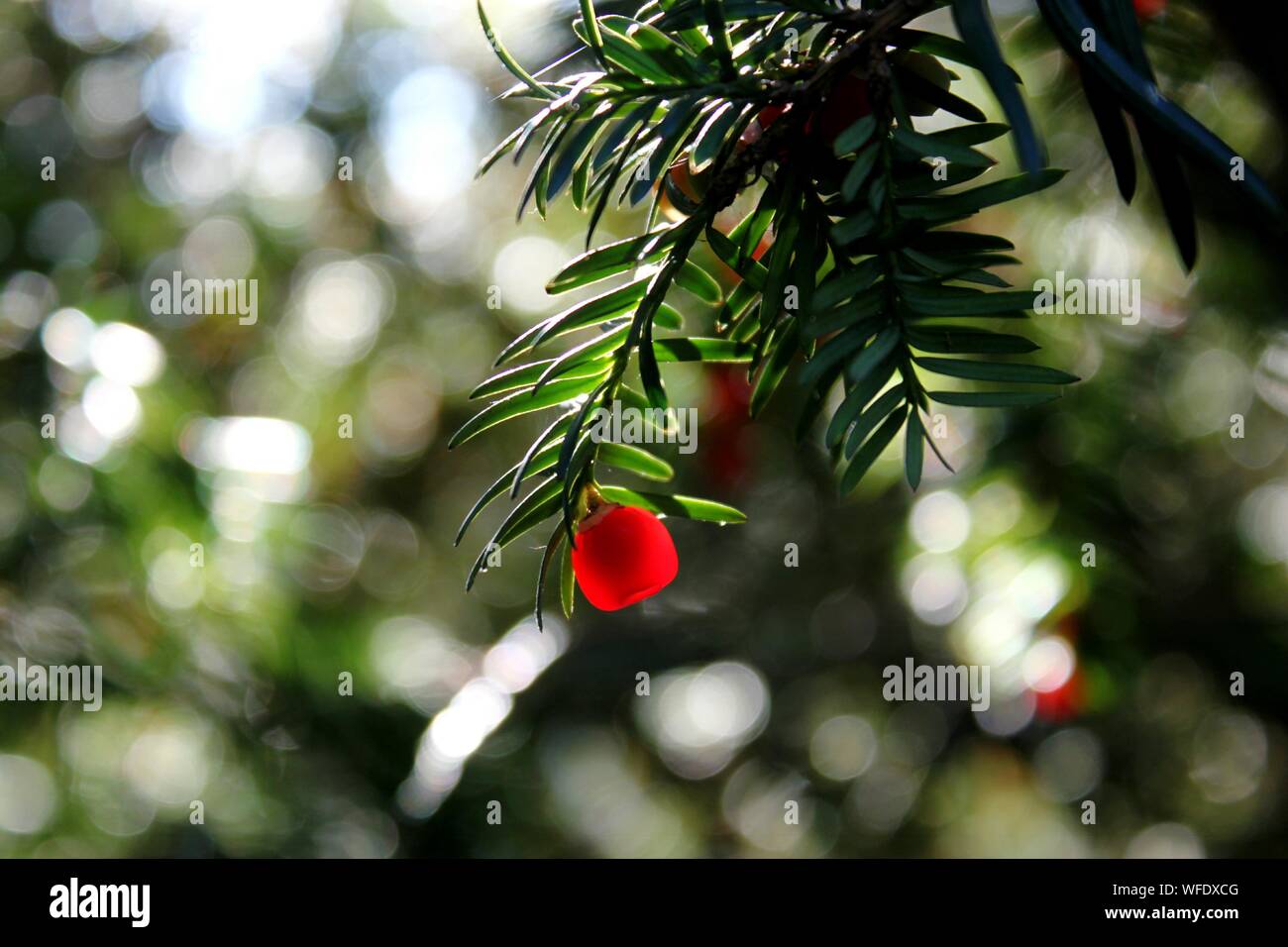 Pine tree berries hi-res stock photography and images - Alamy