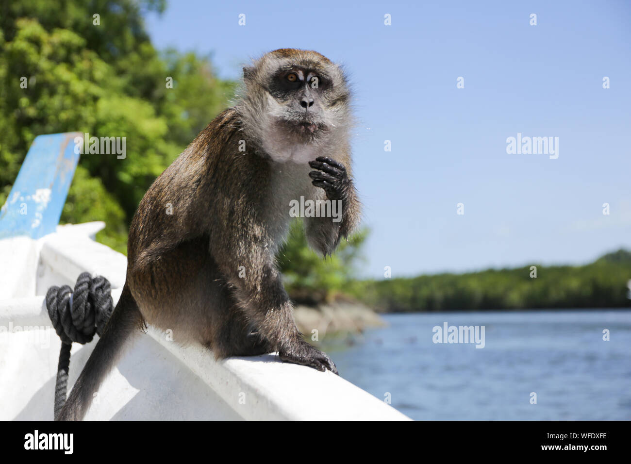 Monkey on boat hi-res stock photography and images - Alamy
