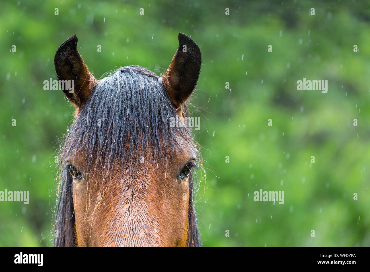 Horse rain hi-res stock photography and images - Alamy