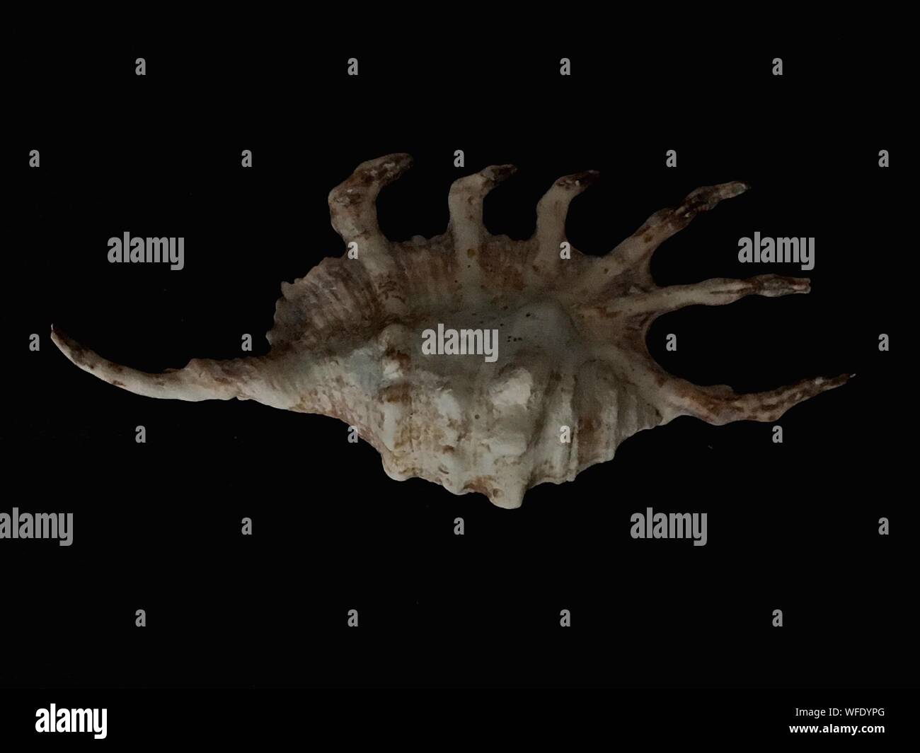 Fossil Background High Resolution Stock Photography and Images - Alamy