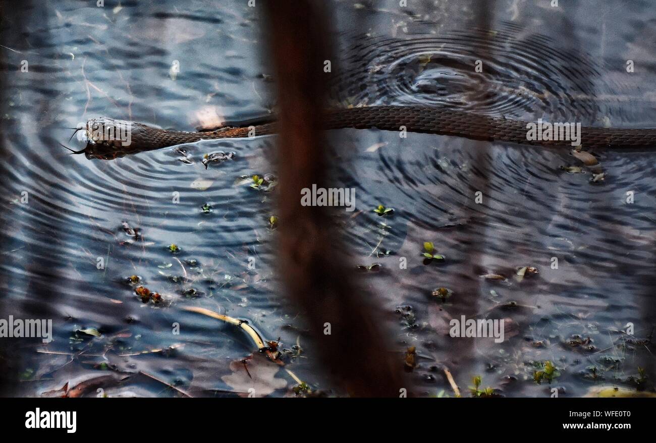 Snake lake hi-res stock photography and images - Alamy