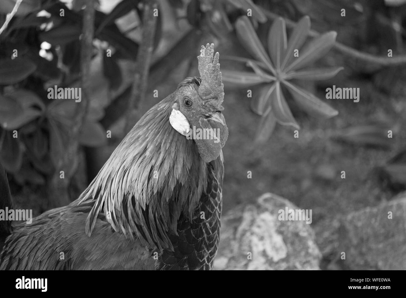 Rooster looking hi-res stock photography and images - Alamy