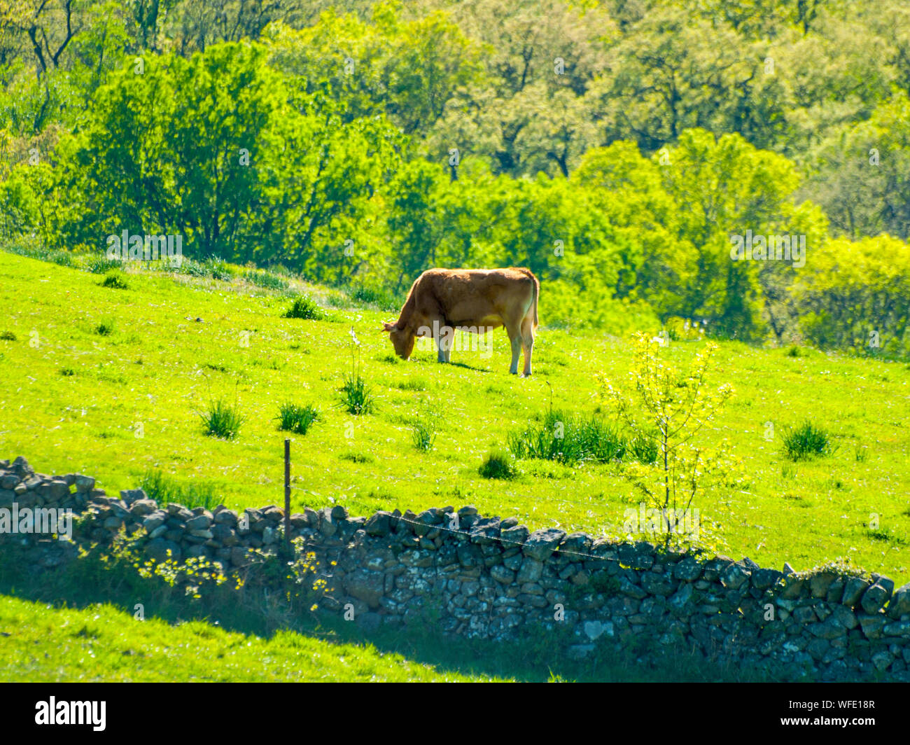 Lush green field with cow hi-res stock photography and images - Alamy