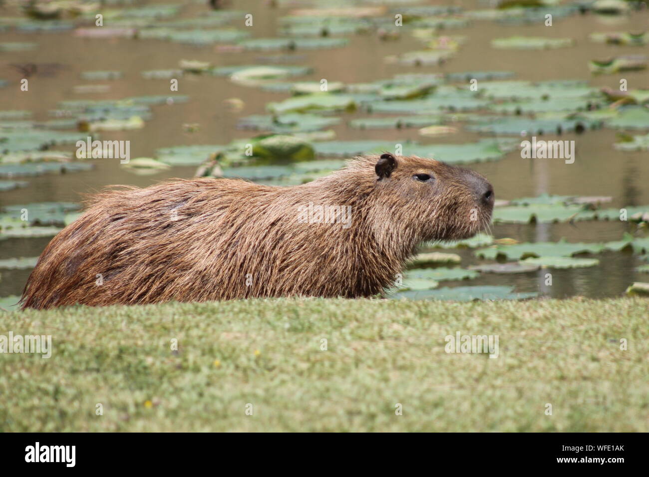 Side View Of Capybara Standing By Lake Stock Photo - Alamy