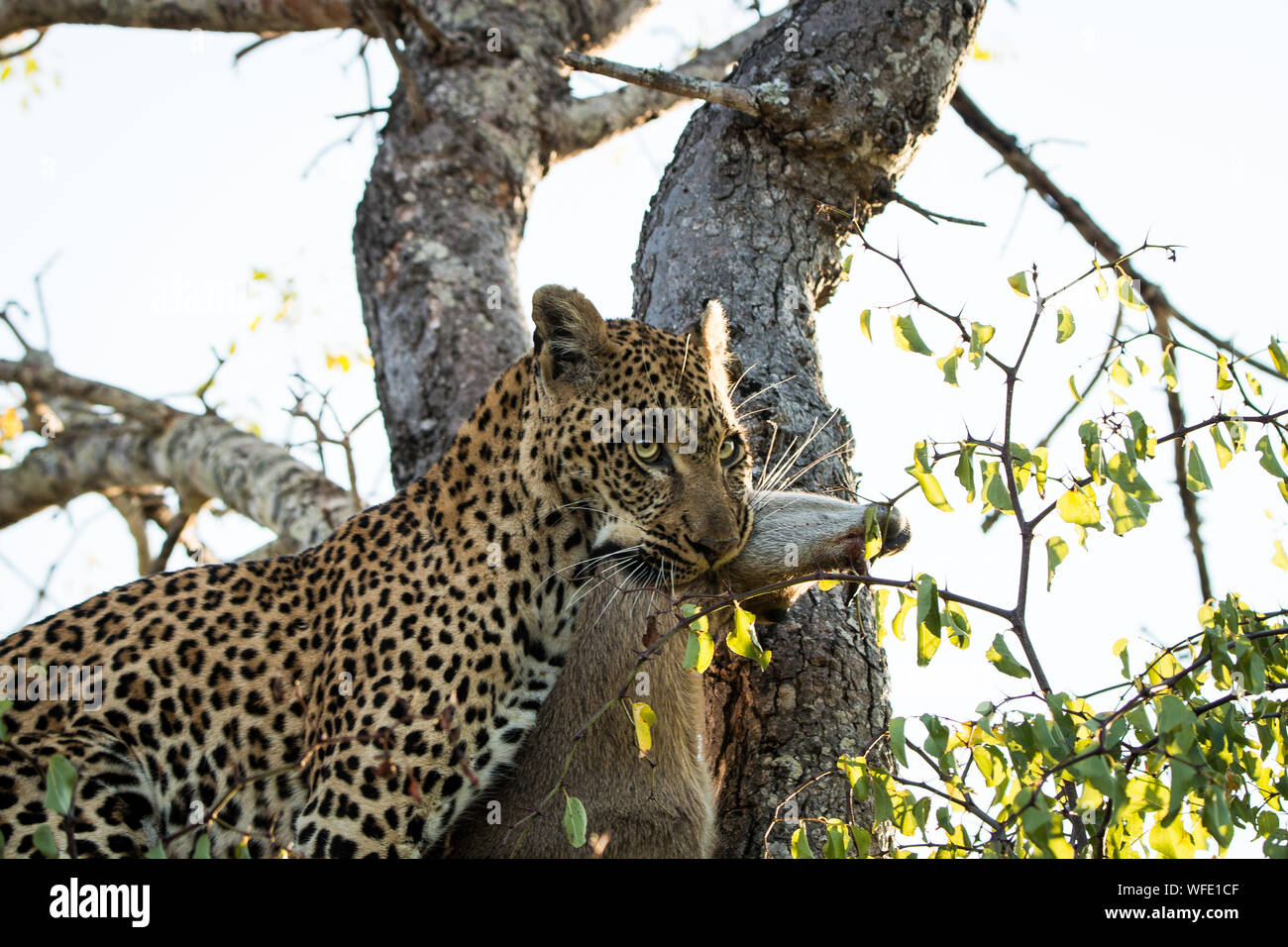 Leopard tree eating hi-res stock photography and images - Alamy