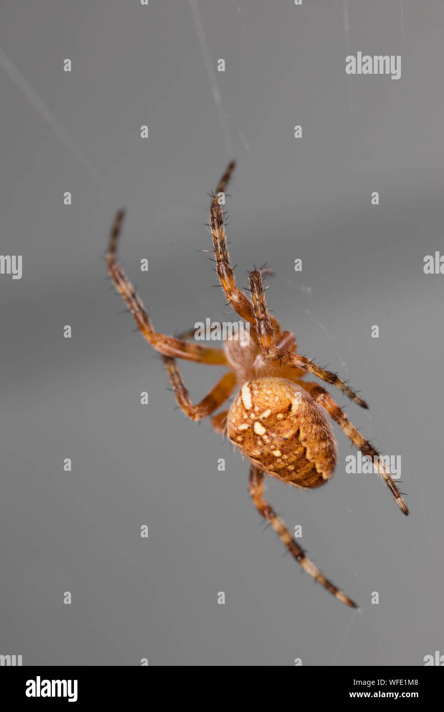 European garden spider Stock Photo - Alamy