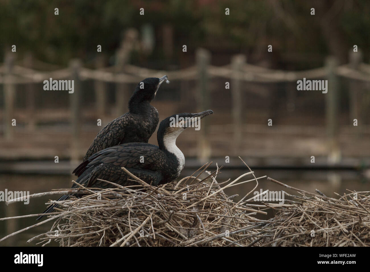 Blurred birds hi-res stock photography and images - Alamy