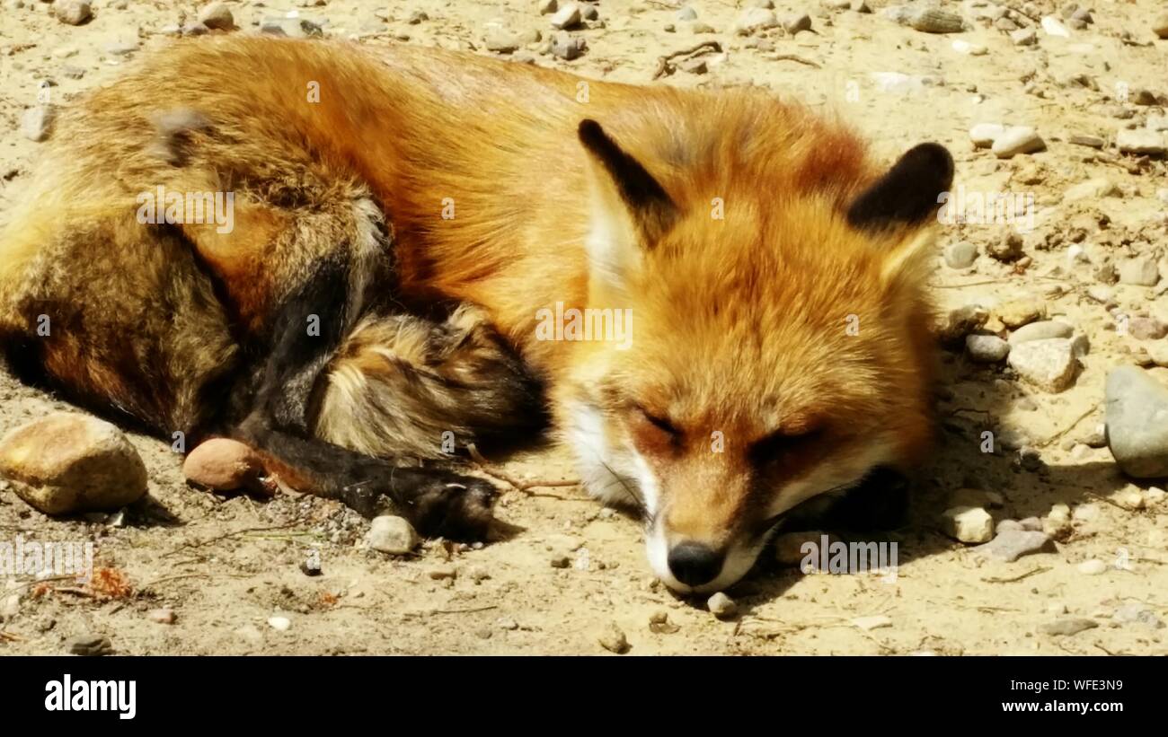 Fox lying hi-res stock photography and images - Alamy