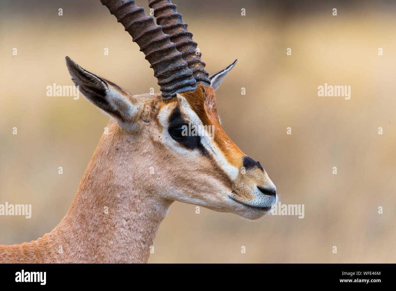 Headshot of an impala hi-res stock photography and images - Alamy