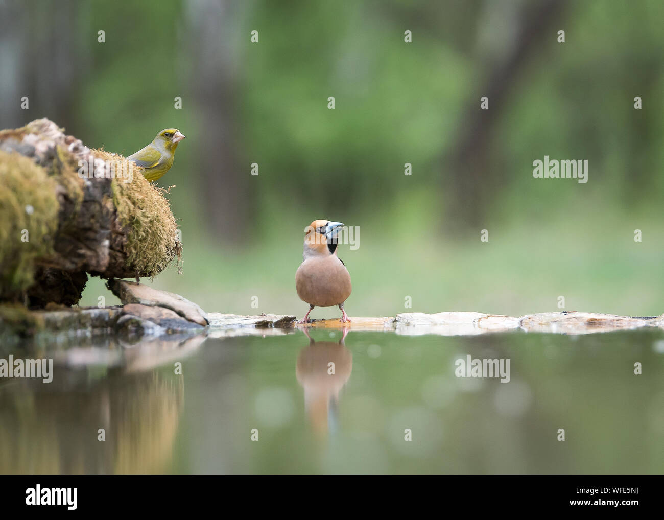 Birds At Lakeside Stock Photo - Alamy