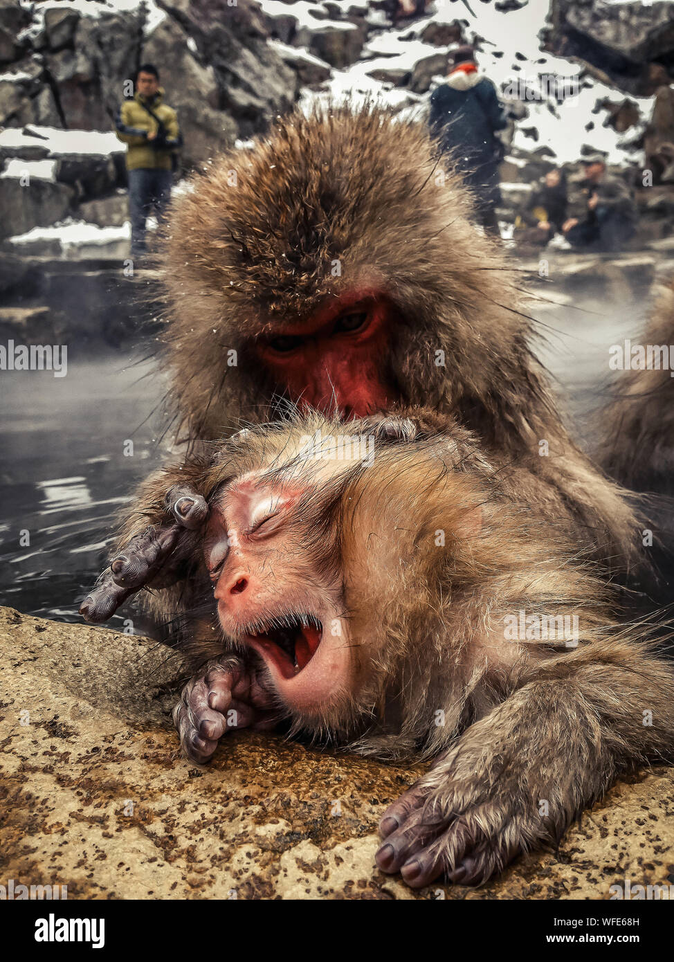 Monkey spa day hi-res stock photography and images - Alamy