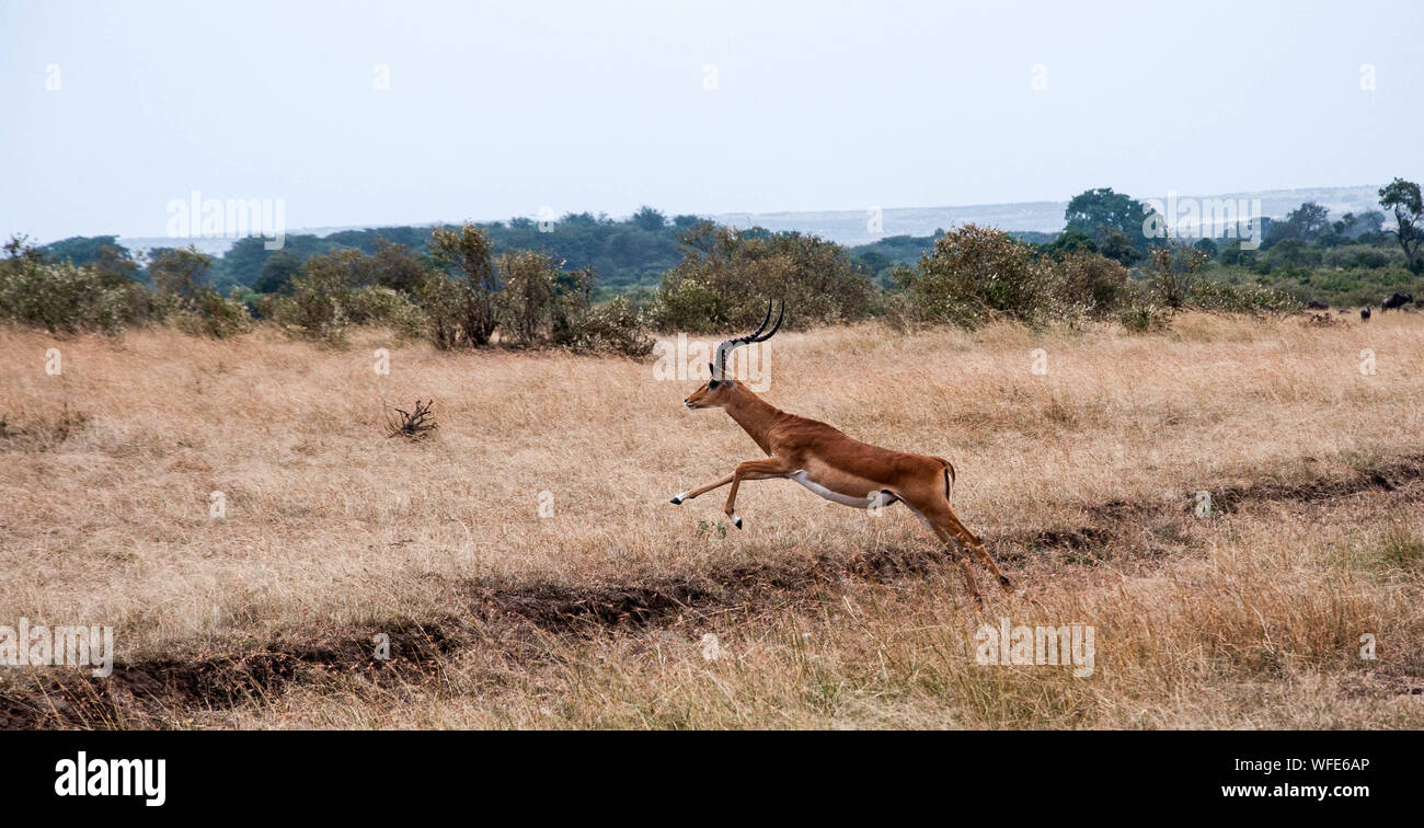 Gazelle Running High Resolution Stock Photography and Images - Alamy