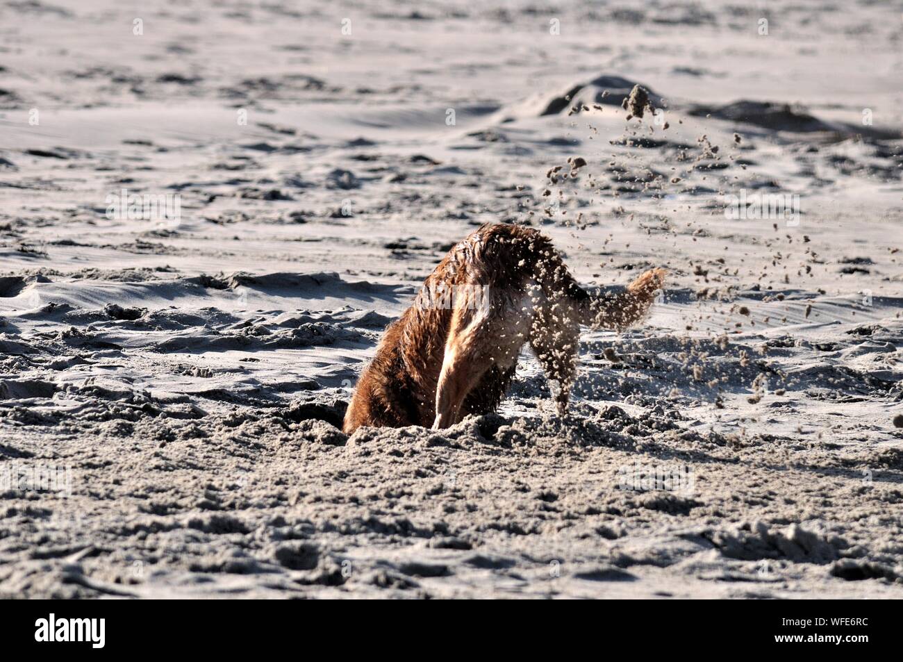 Dog digging in sand hi-res stock photography and images - Alamy