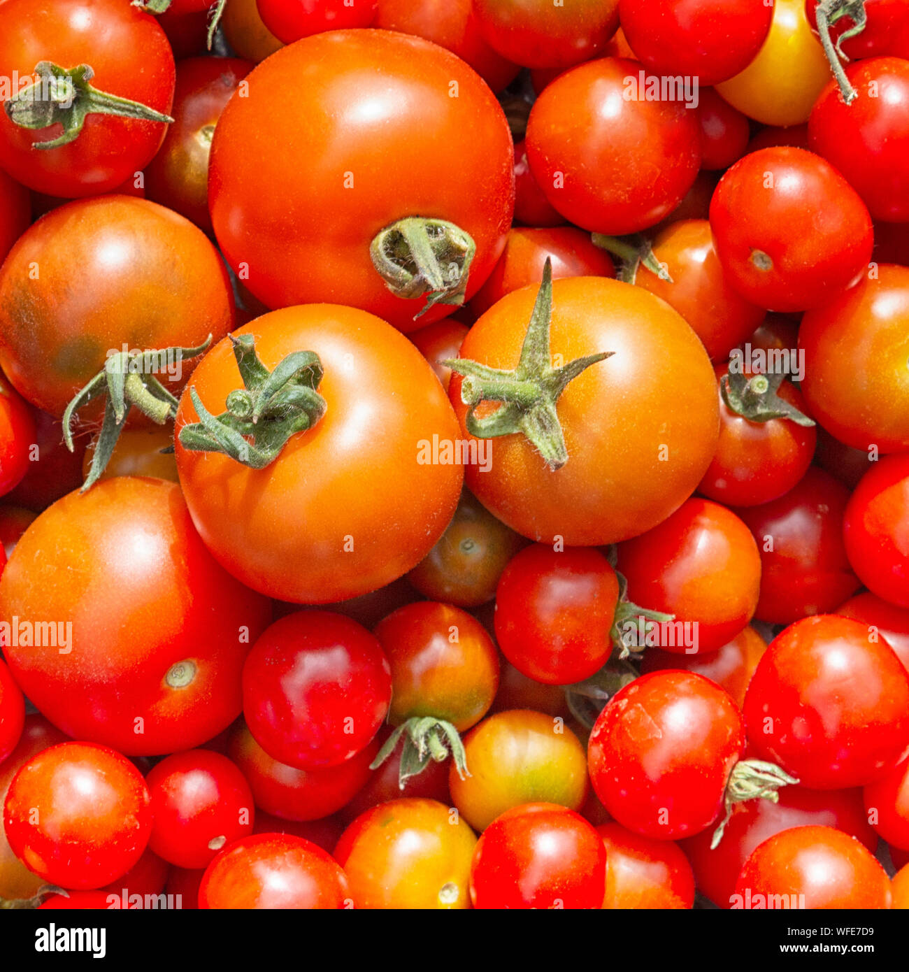 Trusses tomato green red hi-res stock photography and images - Alamy