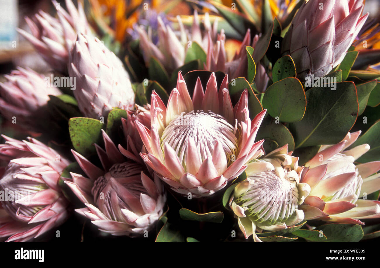 Proteas hi-res stock photography and images - Alamy