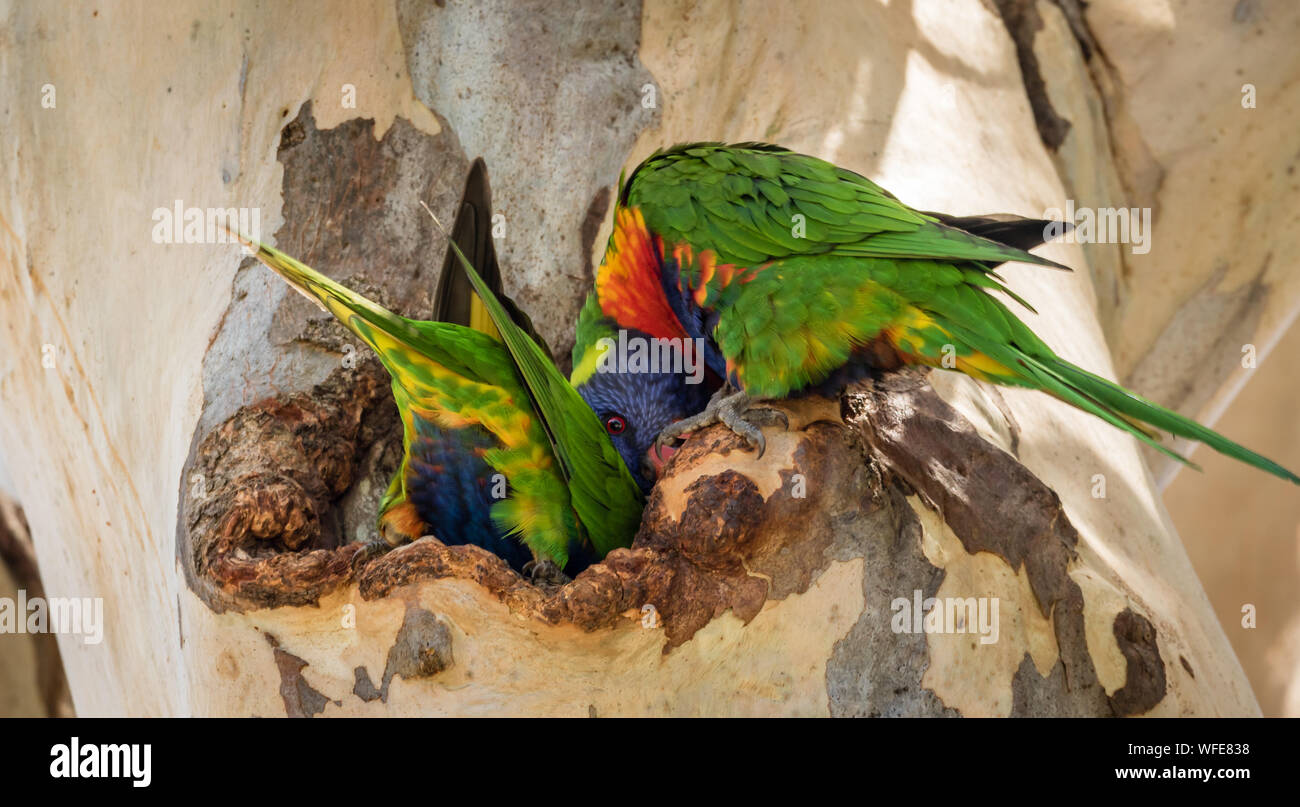 Tree of lorikeets hi-res stock photography and images - Alamy