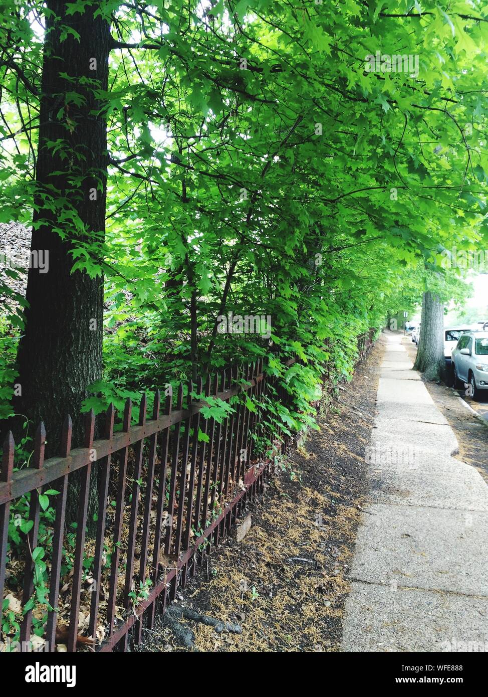 Sidewalk Trees High Resolution Stock Photography and Images - Alamy
