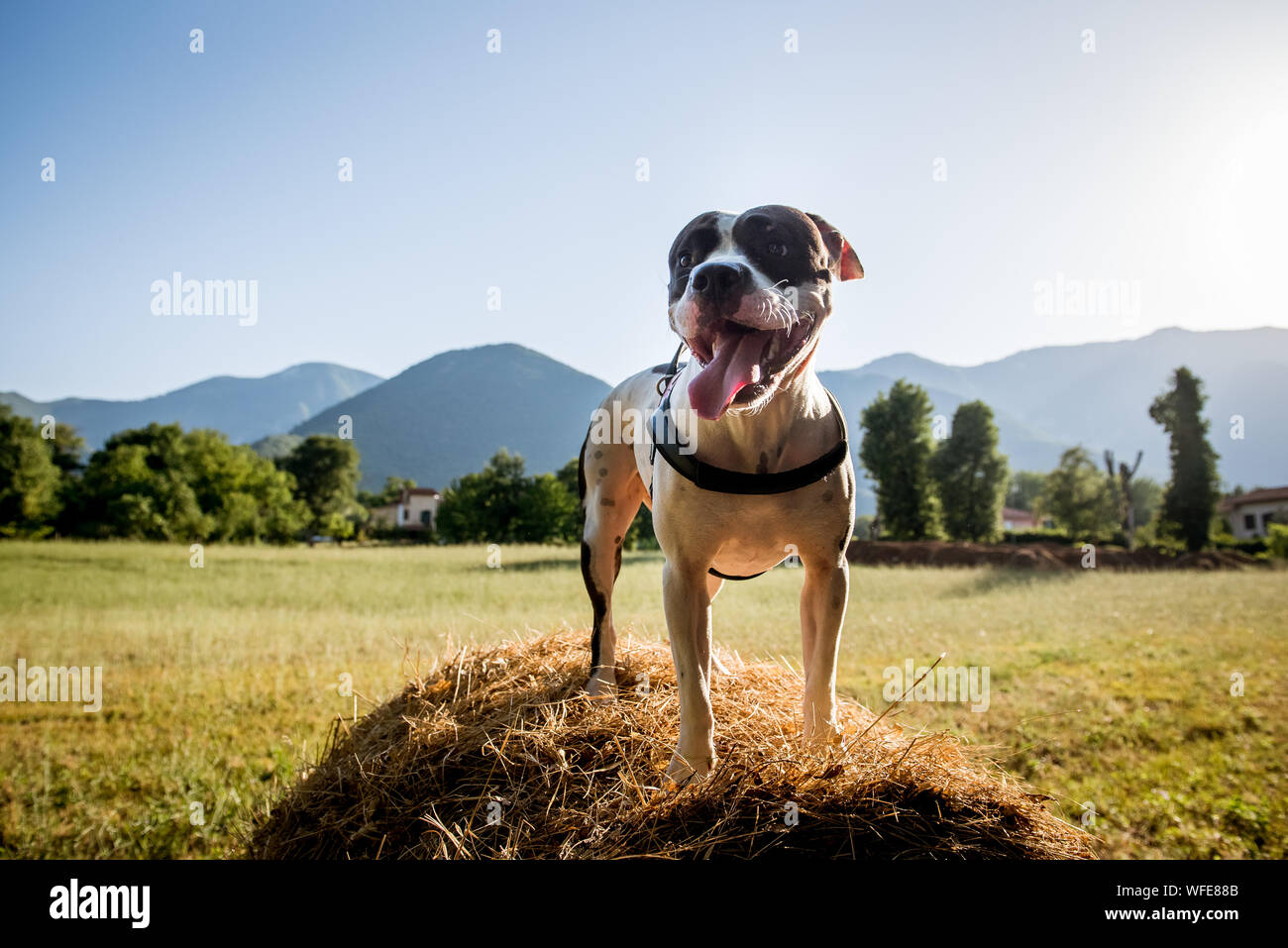 Dog hay bale hi-res stock photography and images - Alamy
