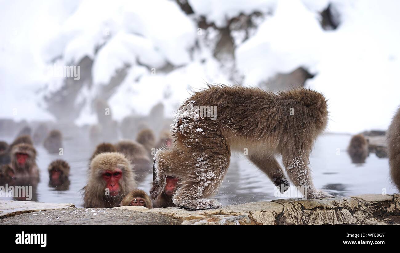 Group of japanese macaques hi-res stock photography and images - Alamy